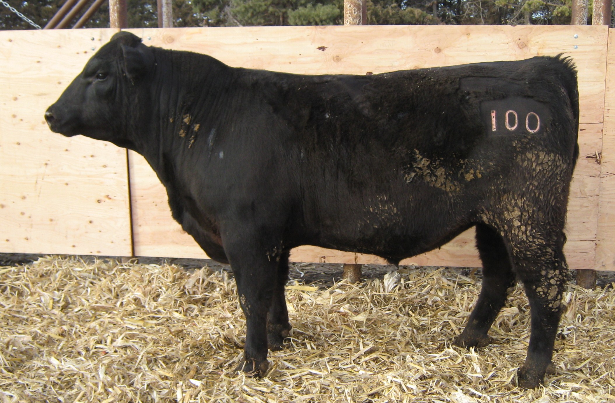 HAWLEYS GEN X ANGUS