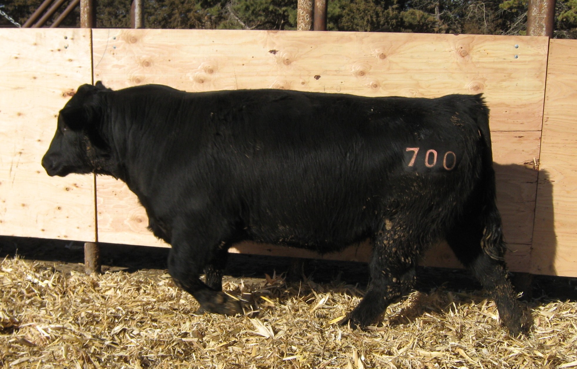 HAWLEYS GEN X ANGUS